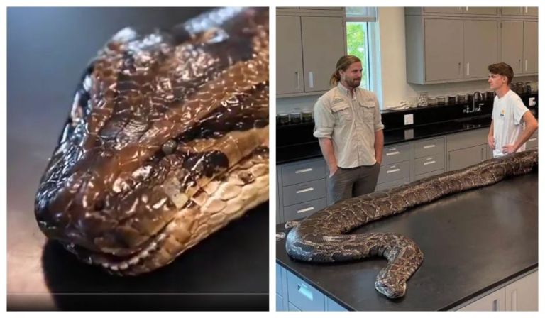 Capturaron a la pitón más grande del mundo: pesa 97 kilos y mide 6 ...